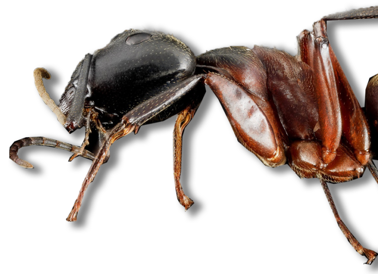 bug-shadow - Merrimack Pest Control